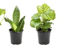 Generador de objetos aleatorios